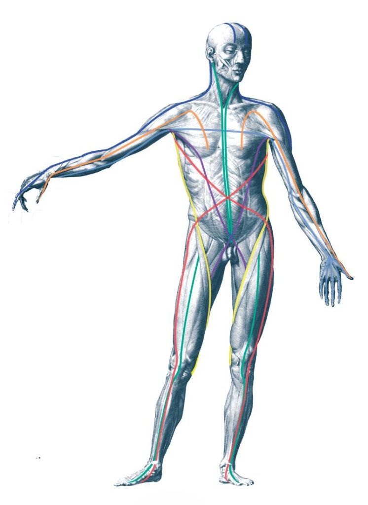 ANATOMICKÉ SVALOVÉ ŘETĚZCE – NUTNOST ZNÁT | BowenCentrum